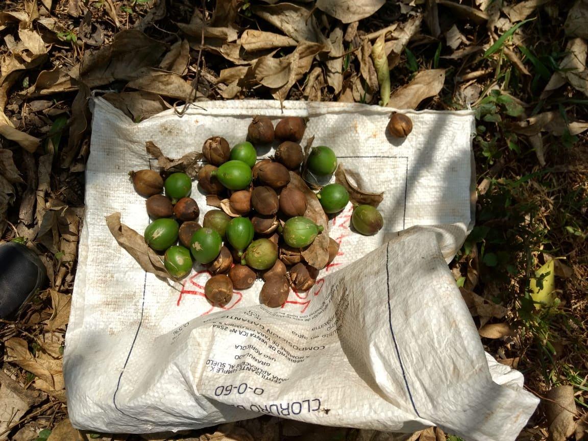 All About Cacay Oil – Costa Brazil